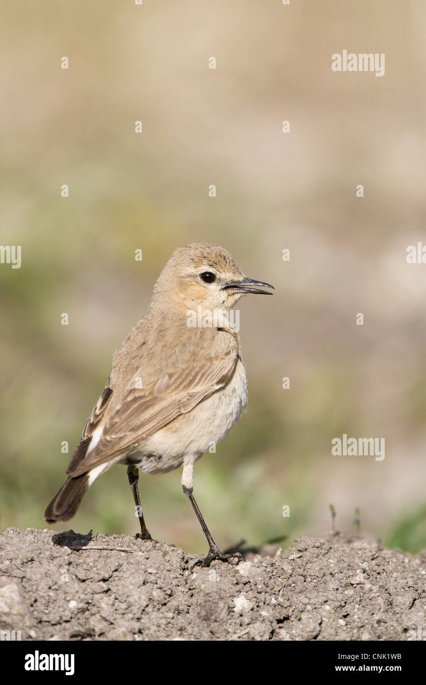 Isabelline Wheatear (Oenanthe isabellina) adult female, calling ...
