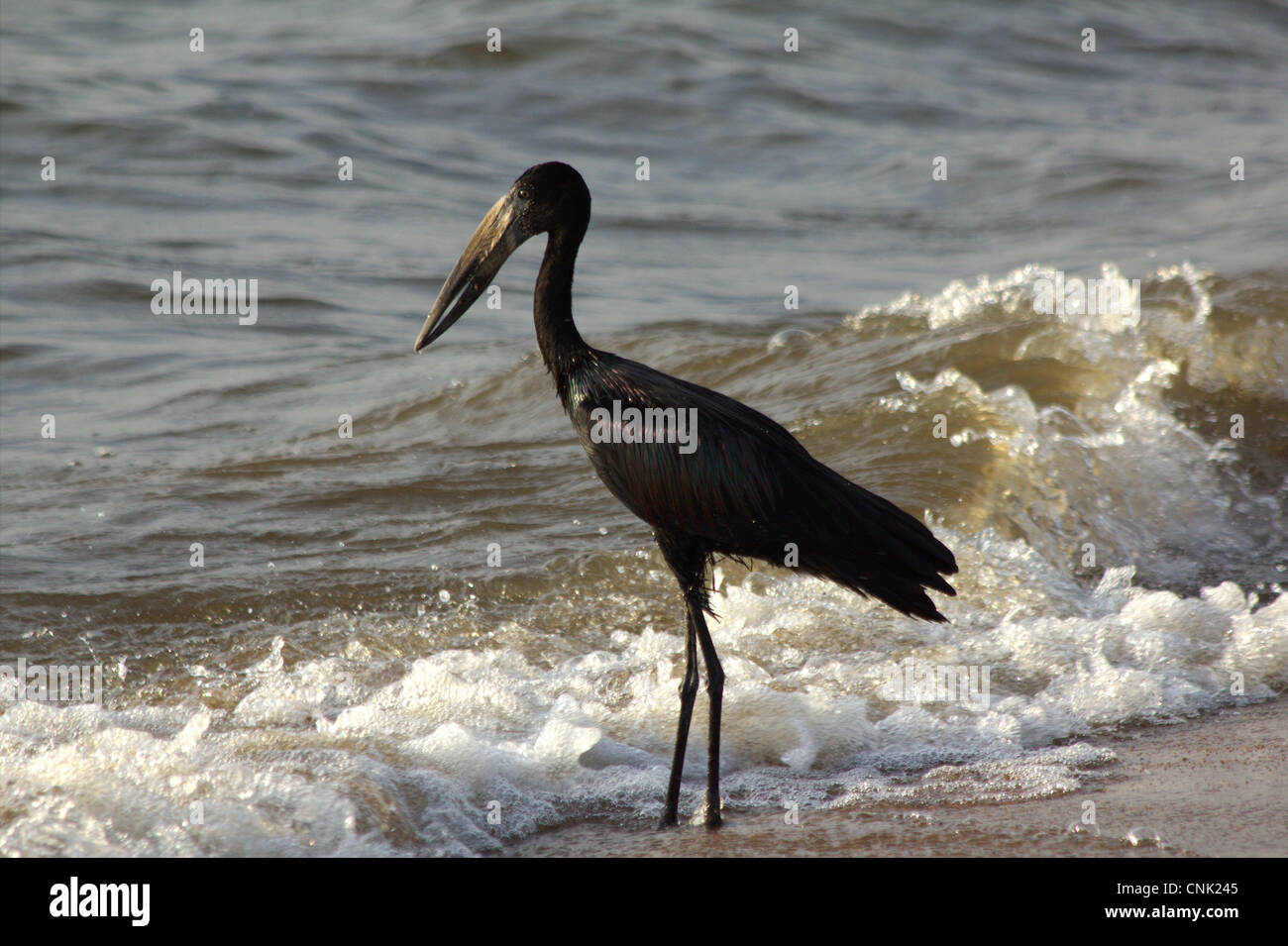 African Openbill , Anastomus lamelligerus, Victoria lake, Tanzania ...