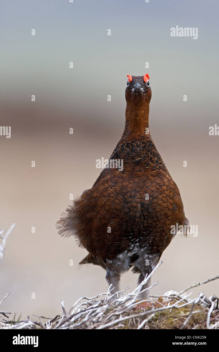 Red Grouse (Lagopus lagopus scoticus) adult male, standing on moorland ...