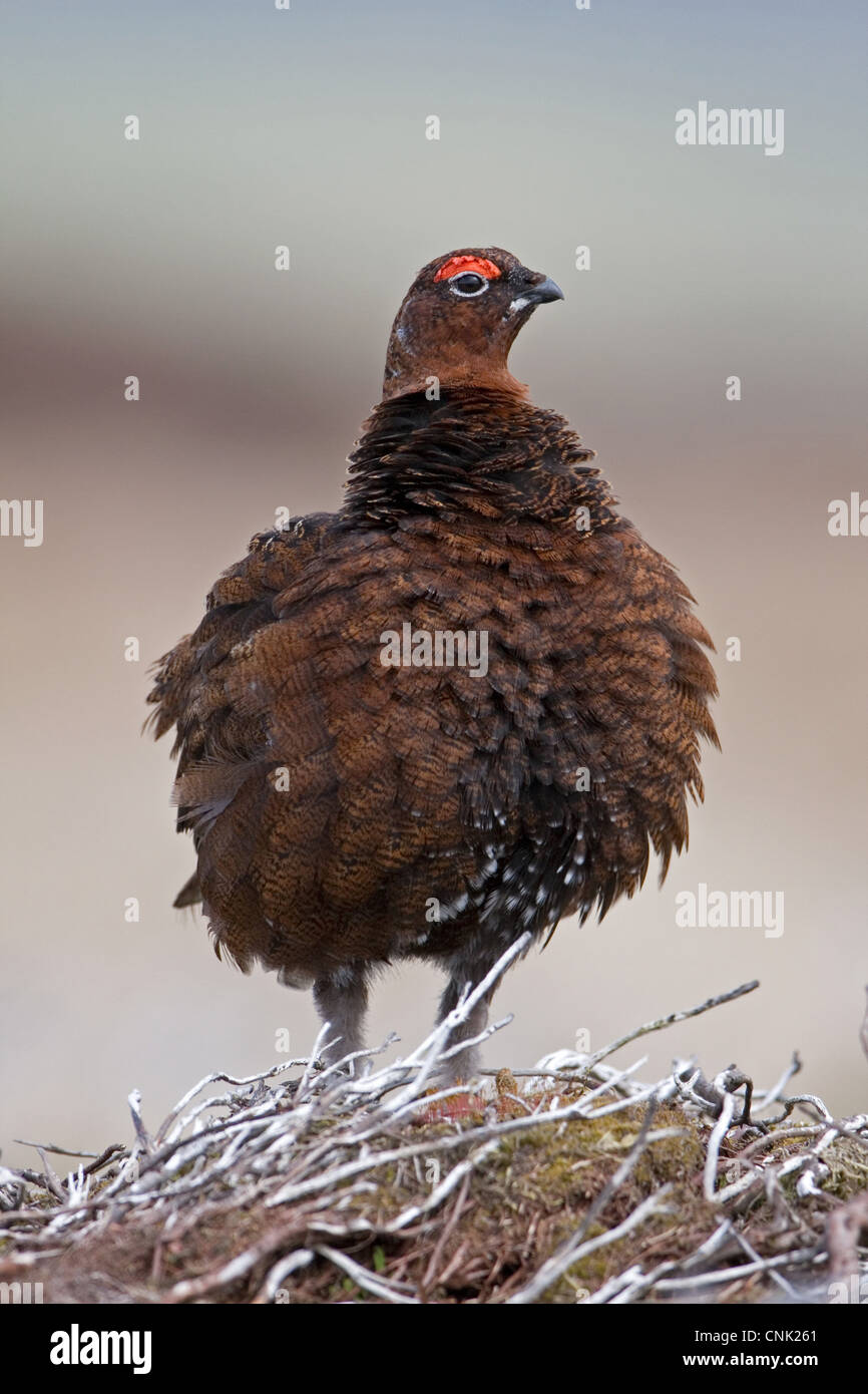 Red Grouse (Lagopus lagopus scoticus) adult male, with ruffled feathers ...