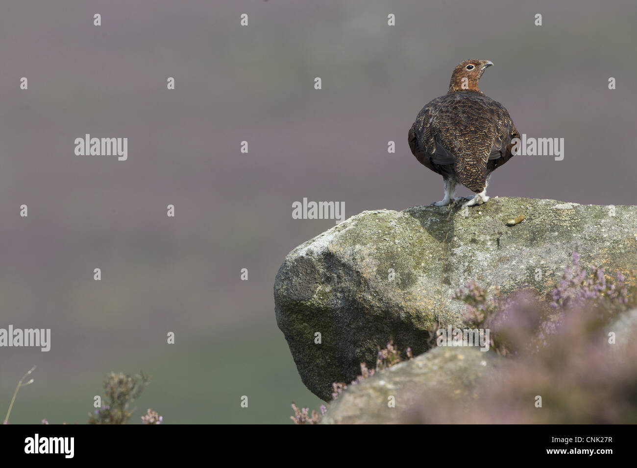 Red gritstone hi-res stock photography and images - Alamy