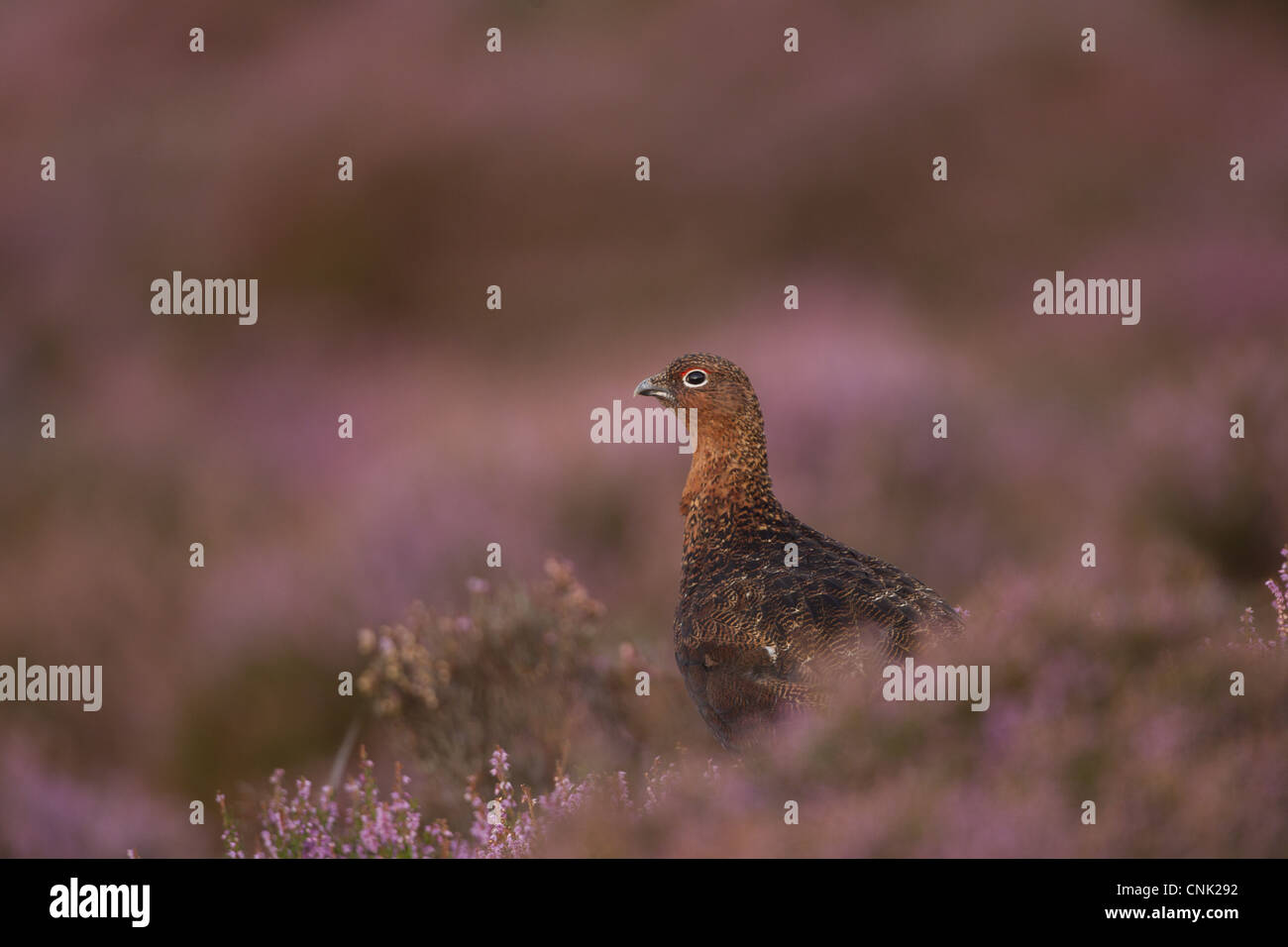 Red Grouse Lagopus lagopus scoticus adult male standing amongst ...