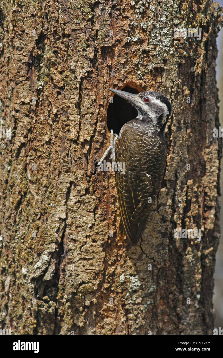 Bearded woodpeckers hi-res stock photography and images - Alamy