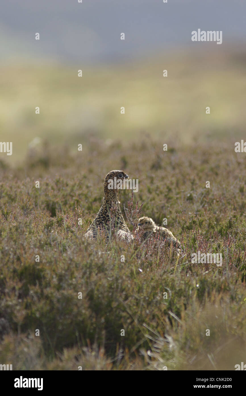 Red Grouse Lagopus lagopus scoticus adult female chick standing amongst ...