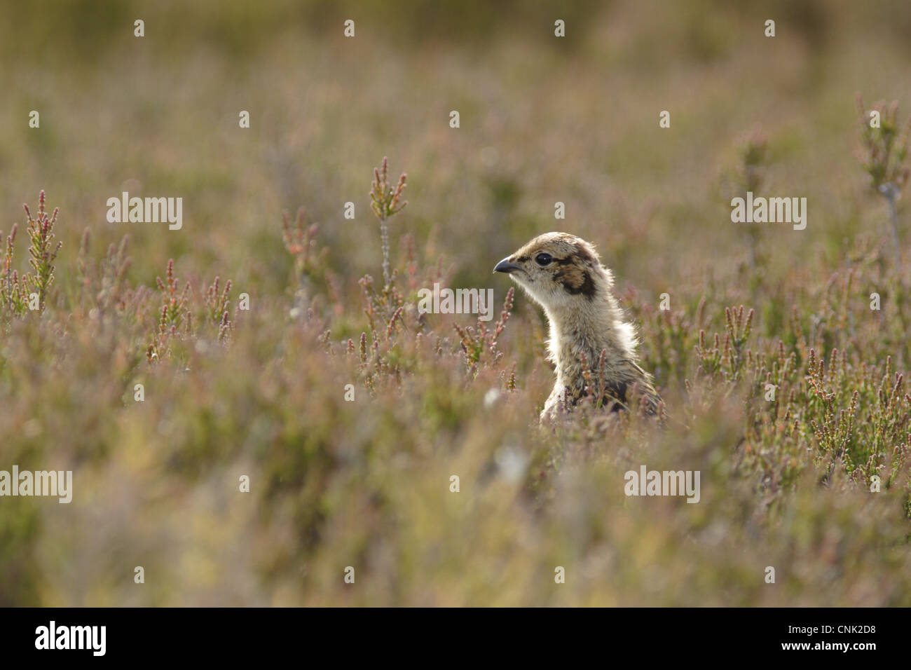 Young grouse chicks hi-res stock photography and images - Alamy