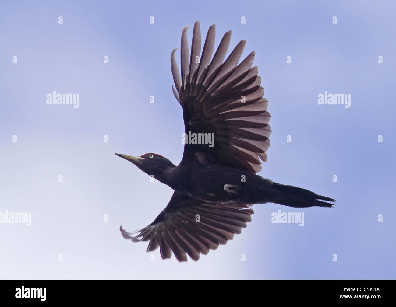 Black woodpecker in flight hi-res stock photography and images - Alamy
