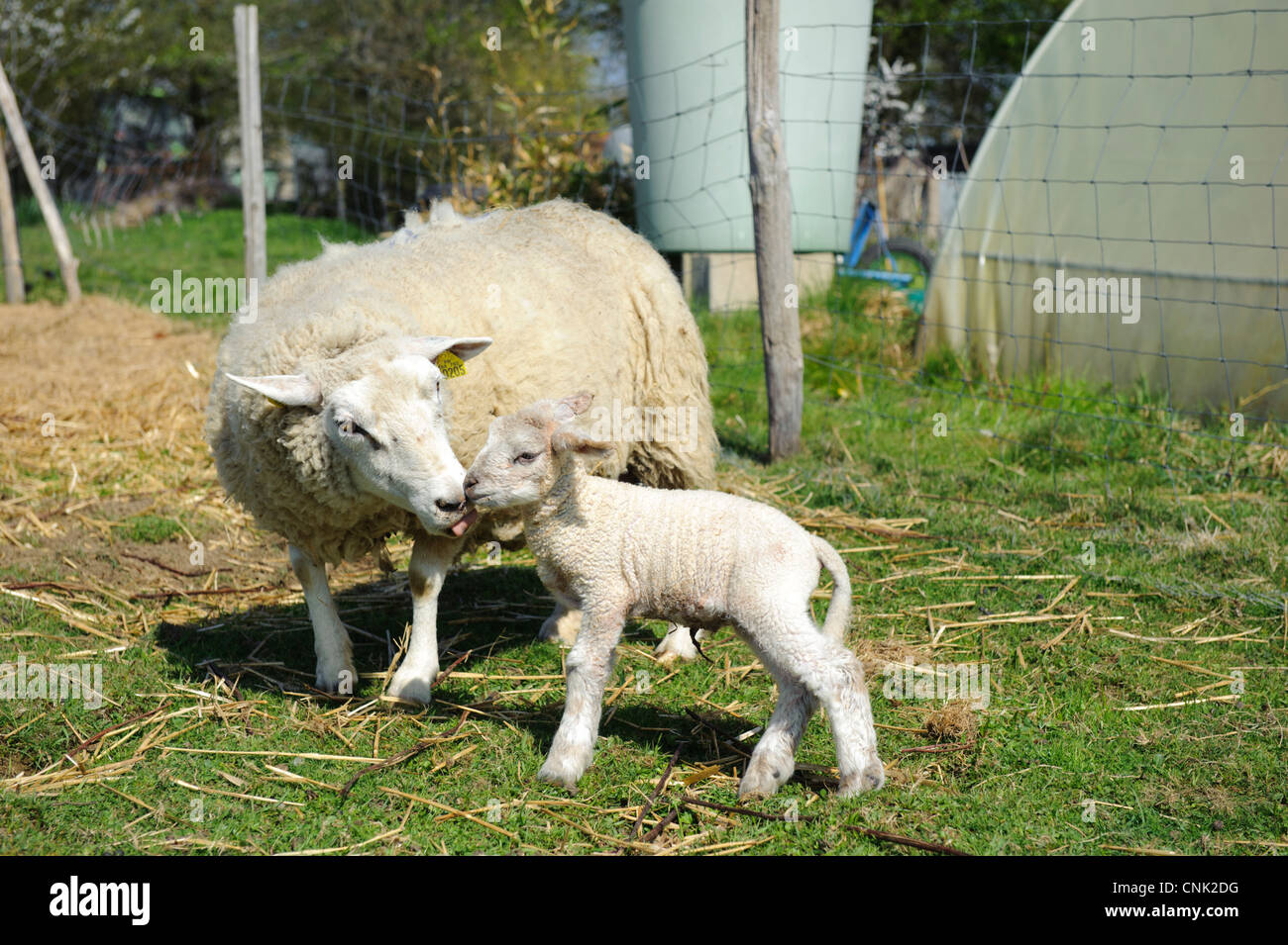 Ewe photo hi-res stock photography and images - Alamy