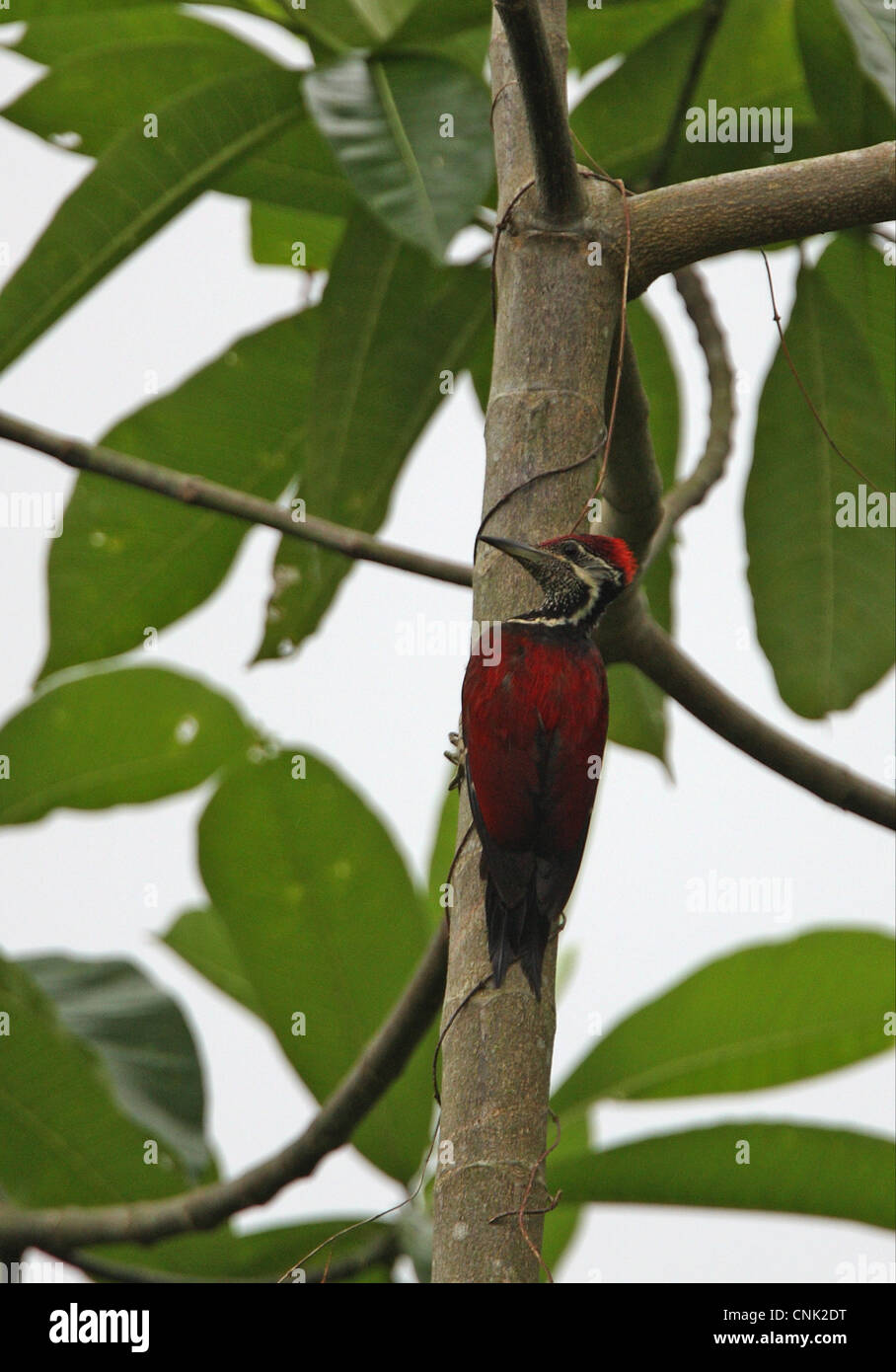 Black-rumped Flameback (Dinopium benghalense psarodes) endemic race ...
