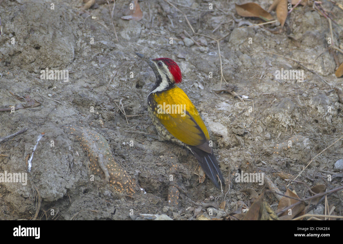 Black-rumped Flameback (Dinopium benghalense) adult female, foraging on ...
