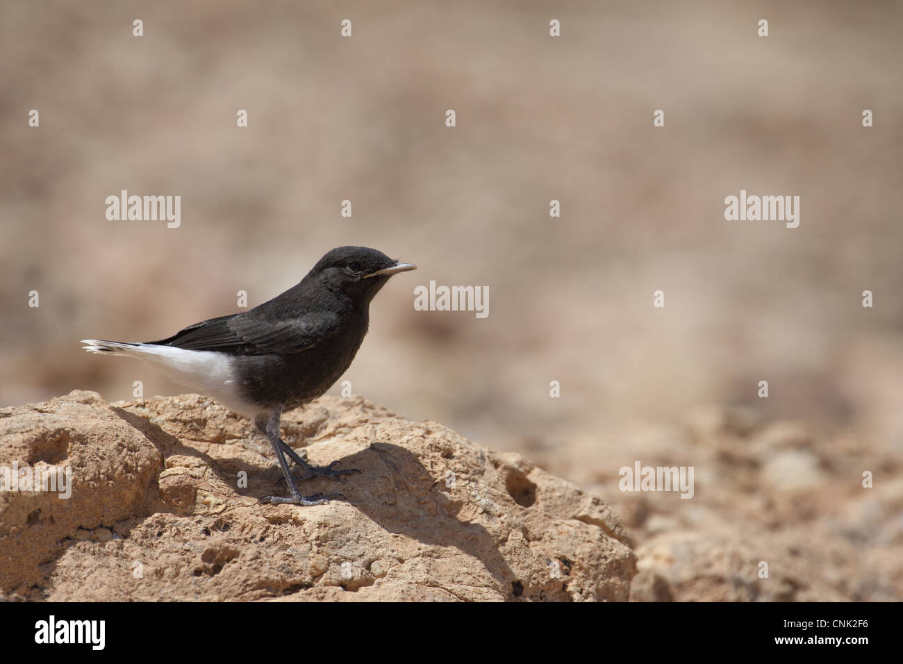 White-crowned Black Wheatear (Oenanthe leucopyga) juvenile, standing on ...