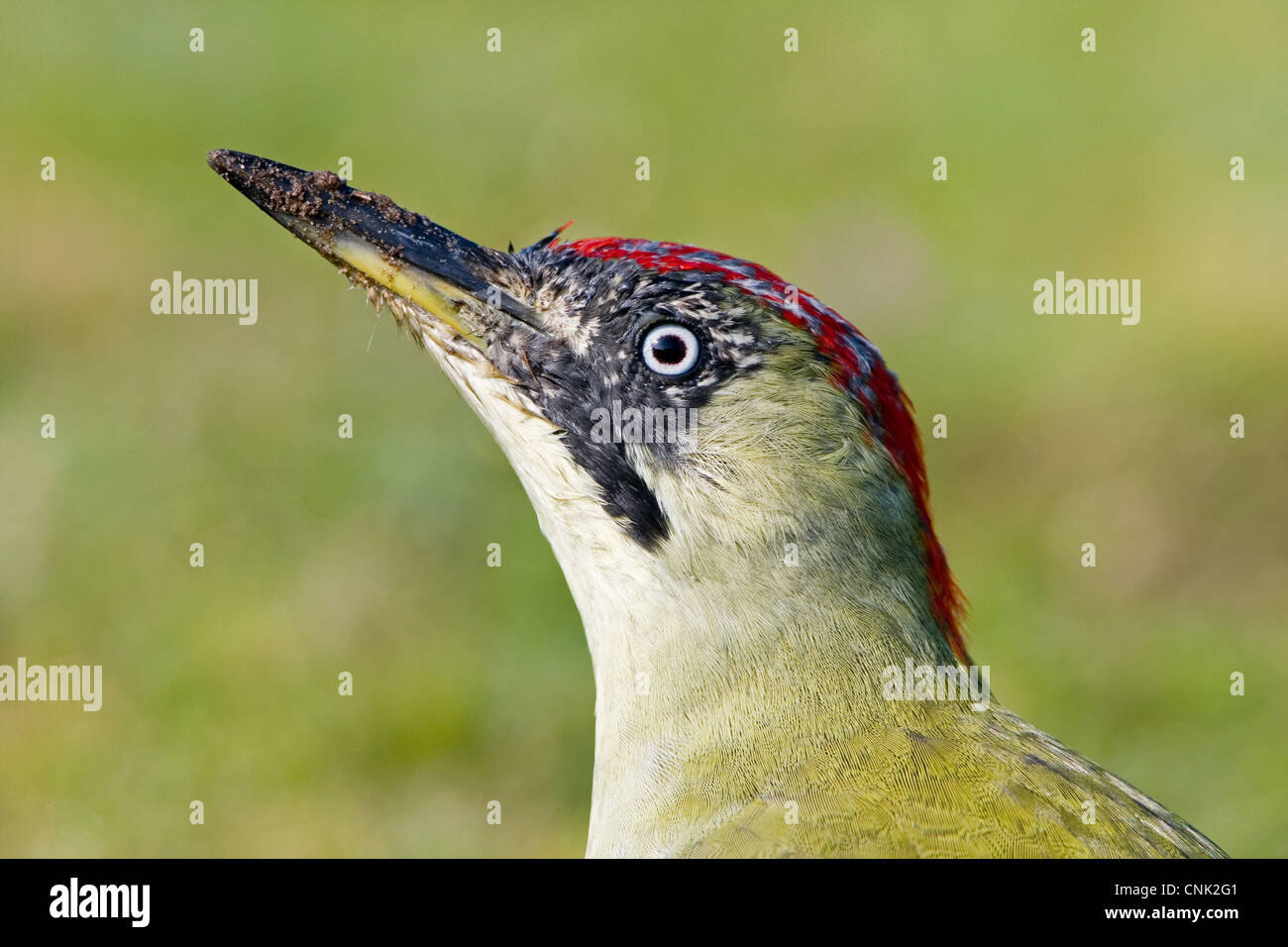 Green Woodpecker Picus viridis adult female close-up head dirty beak ...