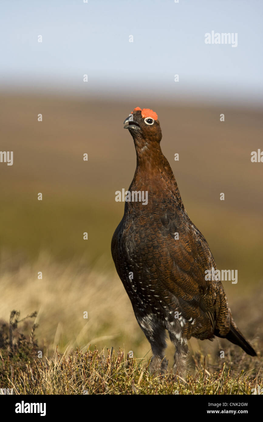 Yorkshire moorlands england hi-res stock photography and images - Alamy