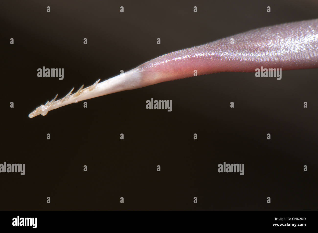 Barbed tongues hi-res stock photography and images - Alamy