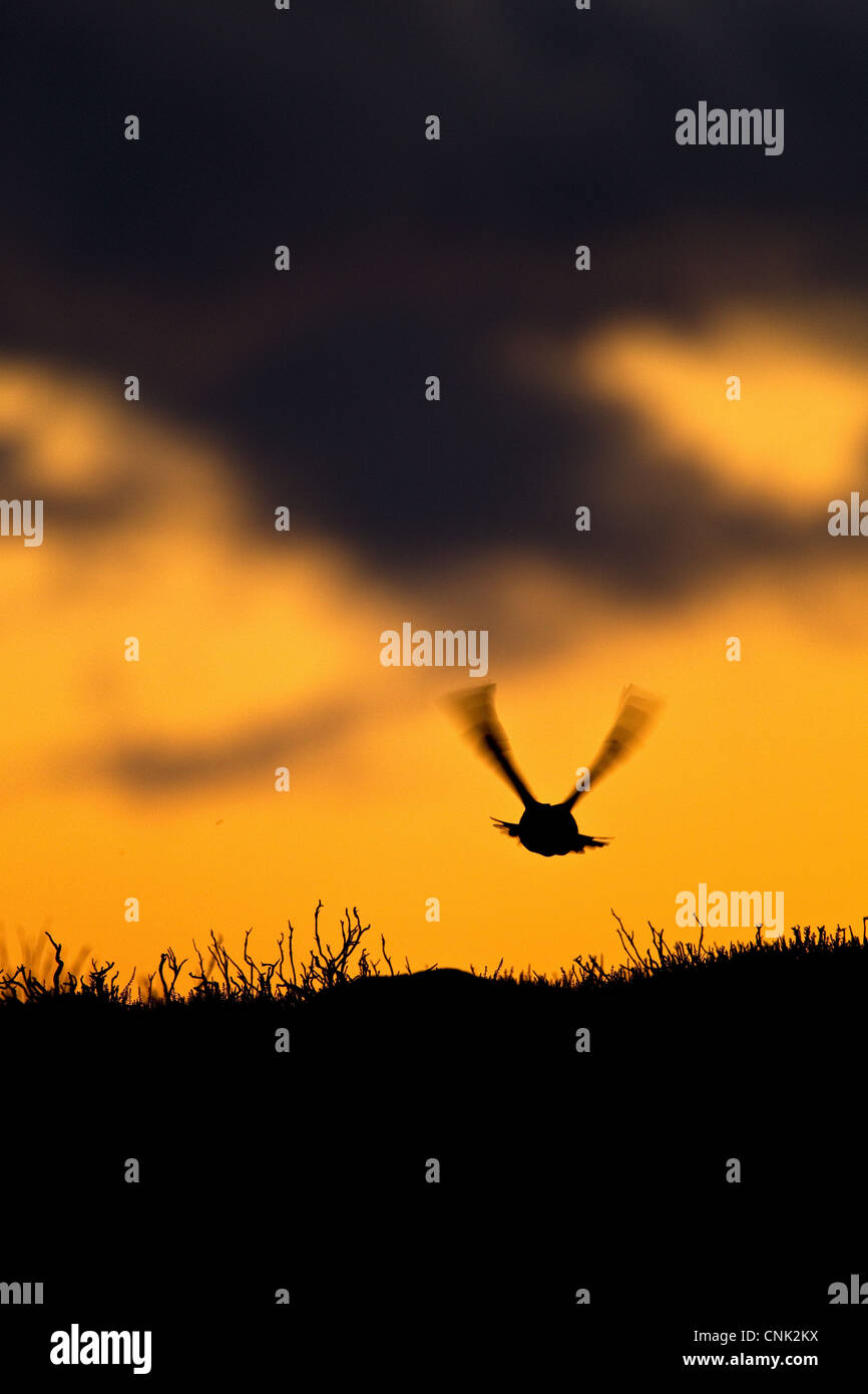 Flying grouse uk hi-res stock photography and images - Alamy
