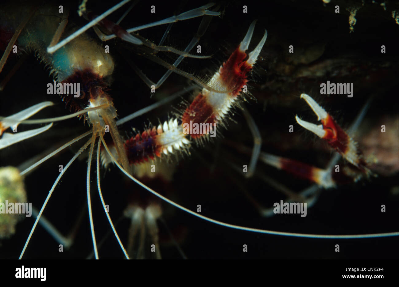 Banded boxer shrimp, Stenopus hispidus, close-up from the Red Sea ...