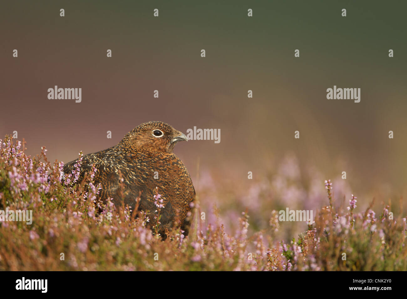 Red Grouse (Lagopus lagopus scoticus) adult, standing amongst flowering ...
