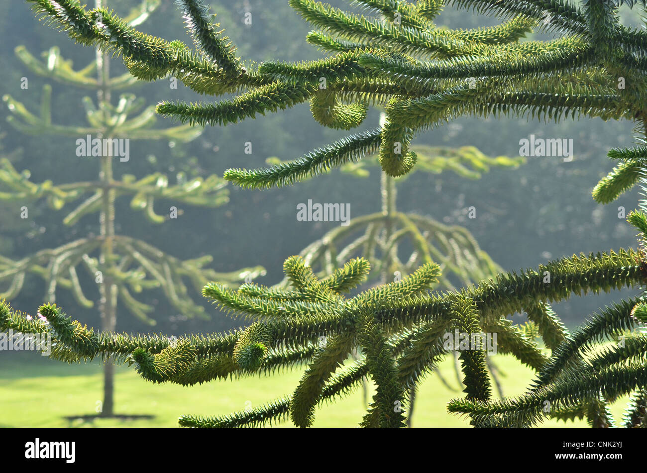 Trees with spiky leaves Stock Photo - Alamy