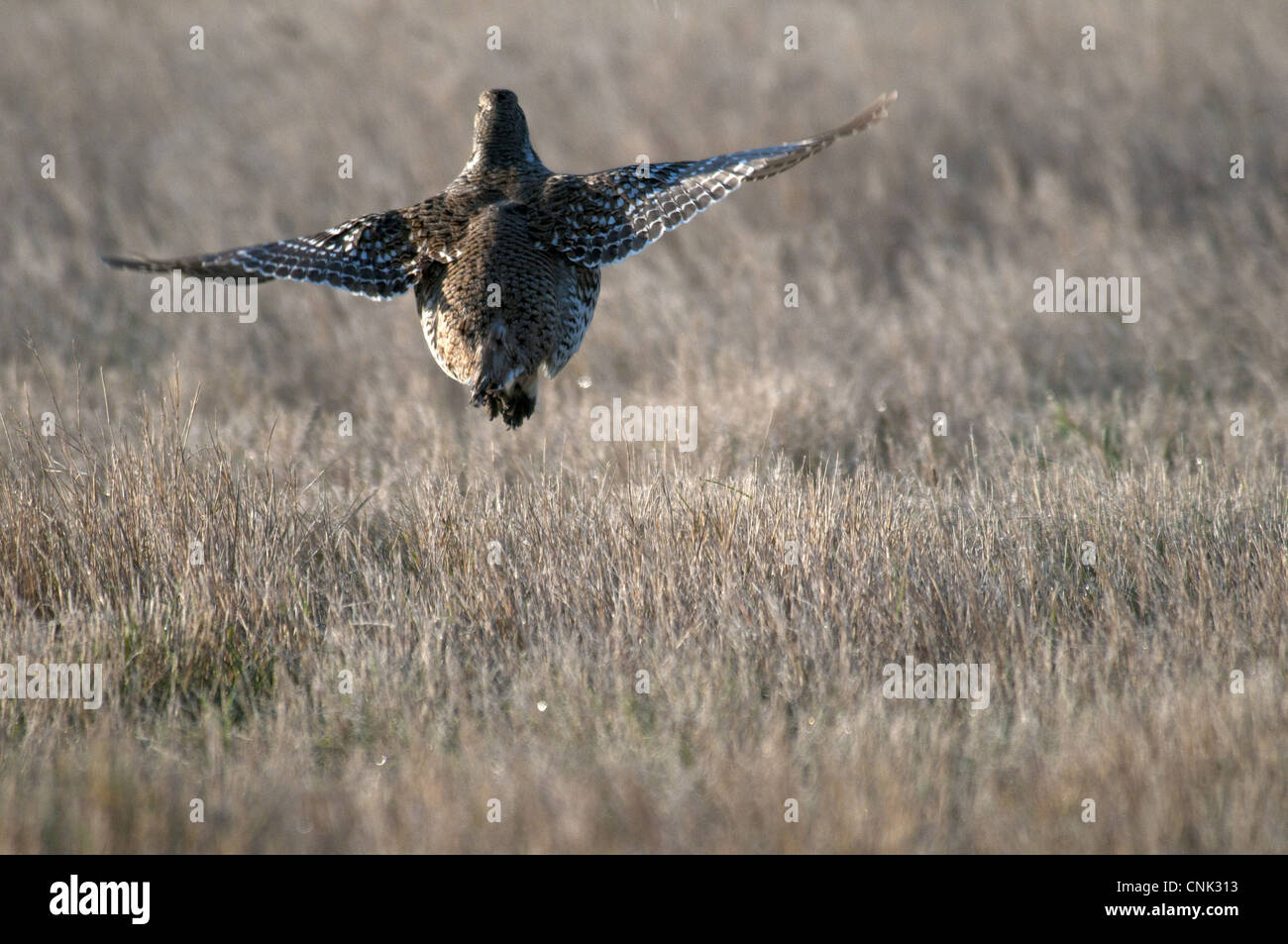 Sharp Tailed Grouse Flying High Resolution Stock Photography and Images ...