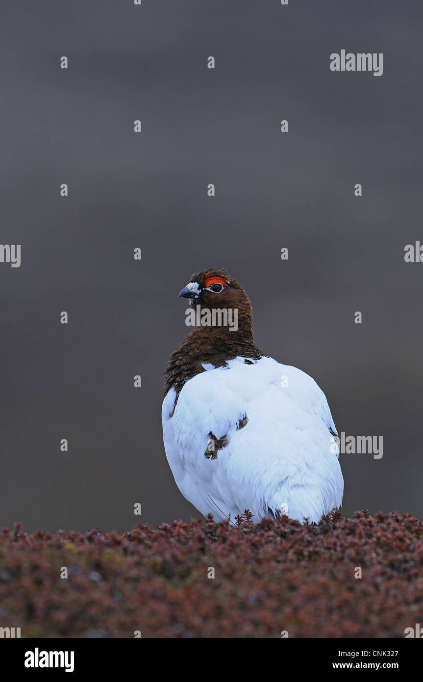 Willow Grouse (Lagopus lagopus) adult male, spring plumage, standing on ...