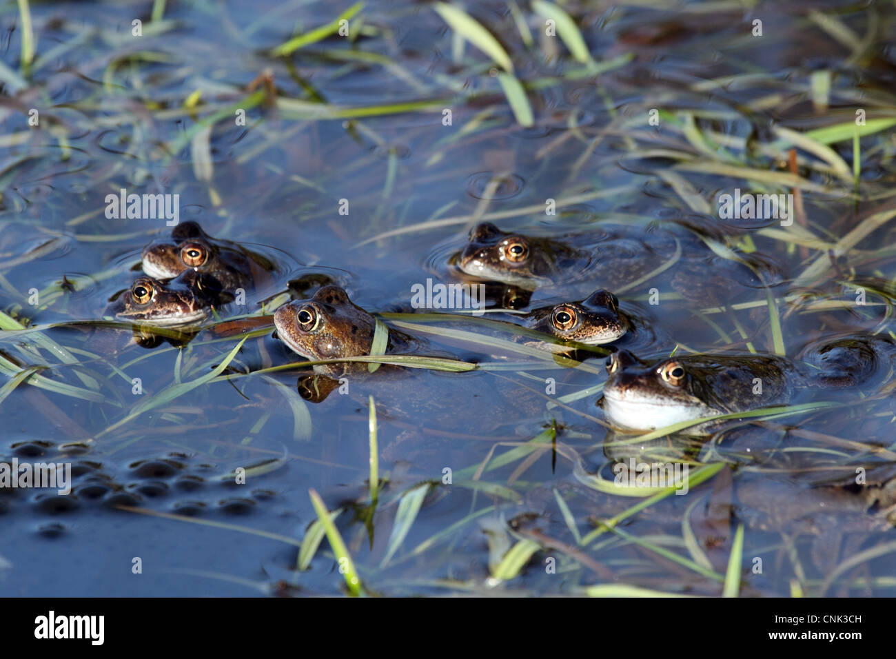 Common Frogs (Rana temporaria) in breeding pond - Sarratt ...