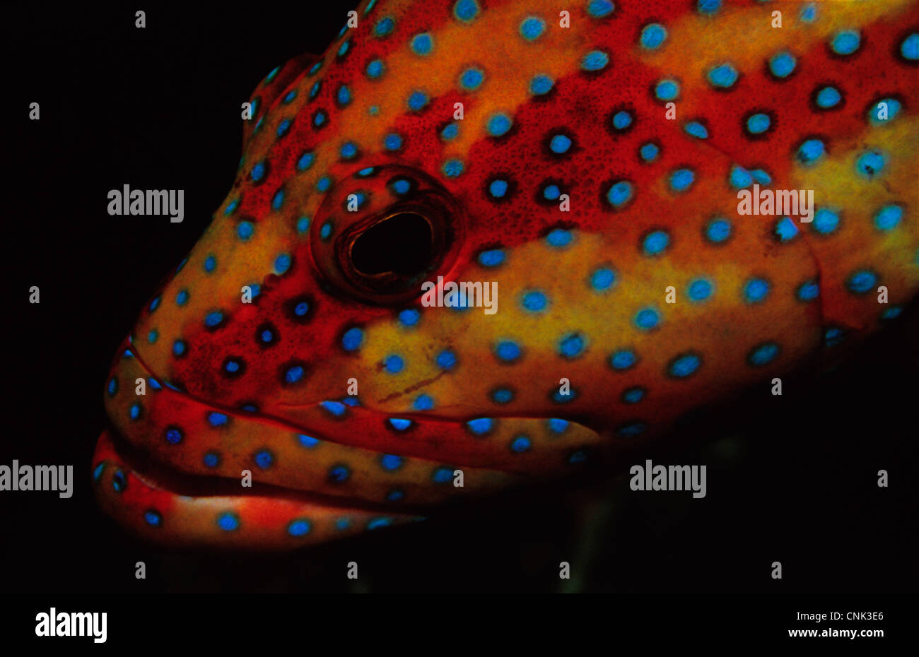 Close up shot of a Coral Hind, Cephalopholis miniata Stock Photo - Alamy