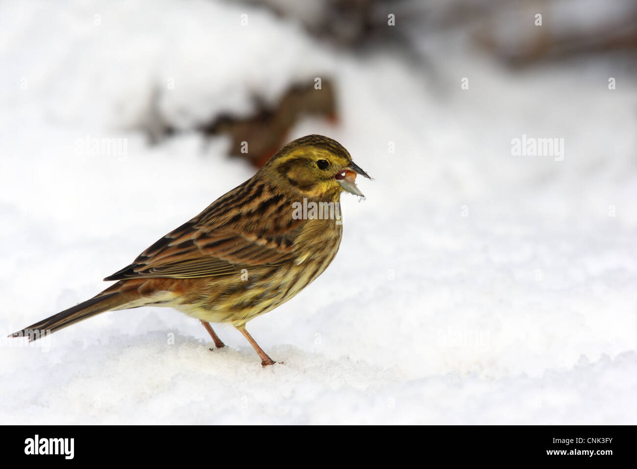 Yellowhammer (Emberiza citrinella) adult female, feeding on seed ...