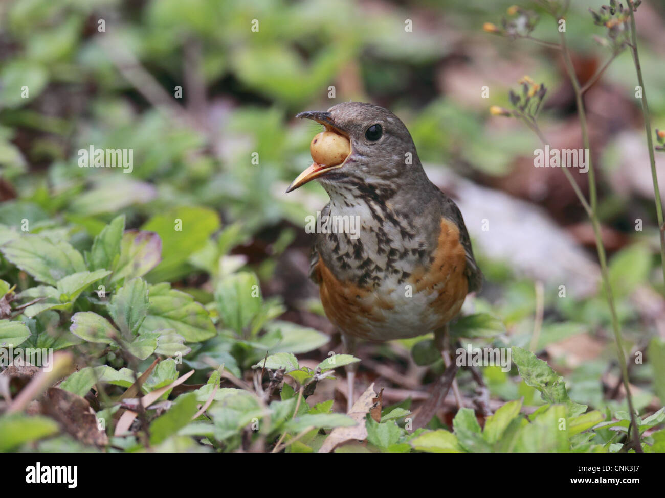 Grey-backed Thrush (Turdus hortulorum) adult female, winter migrant ...