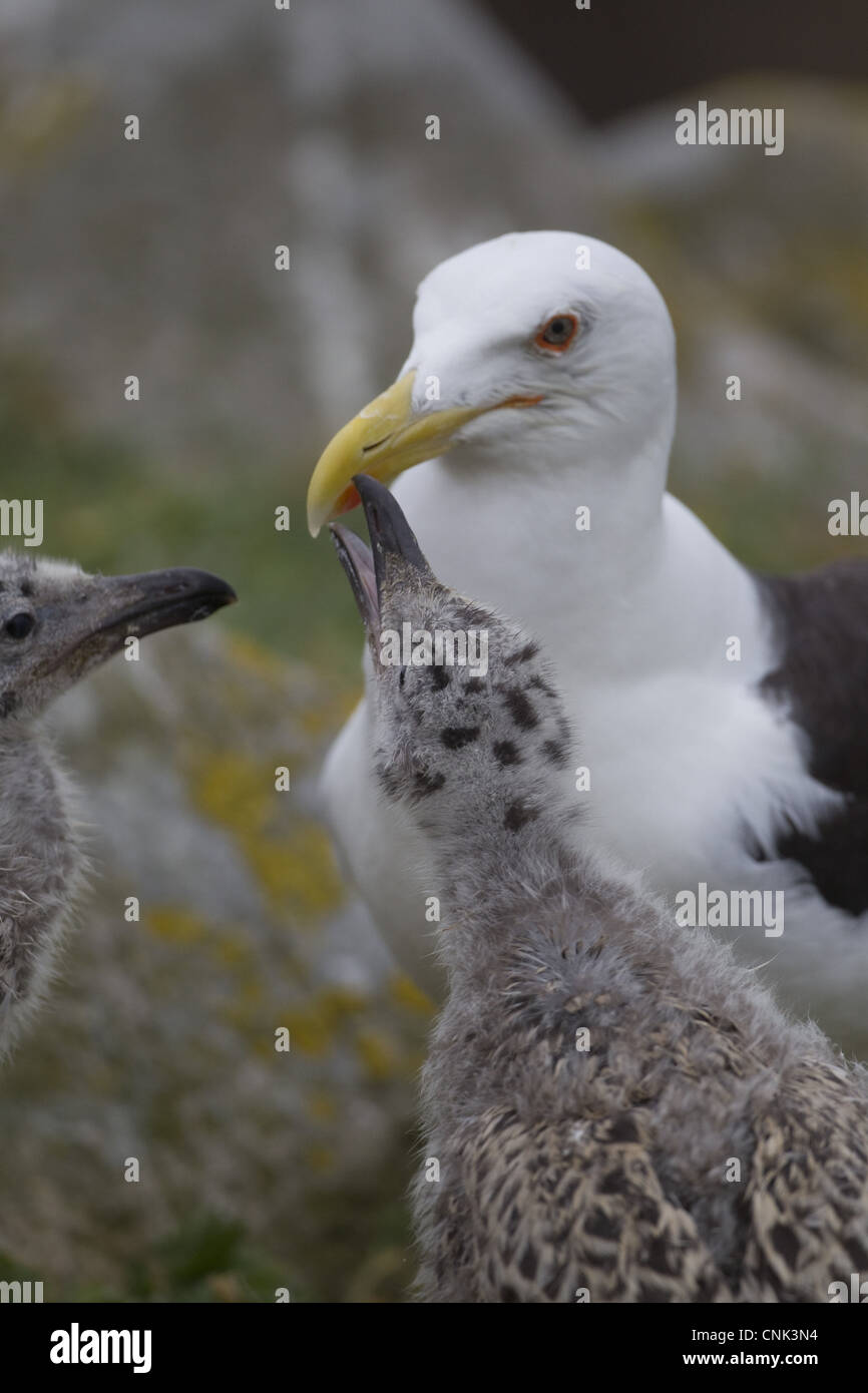 Baby chicks peck for food hi-res stock photography and images - Alamy