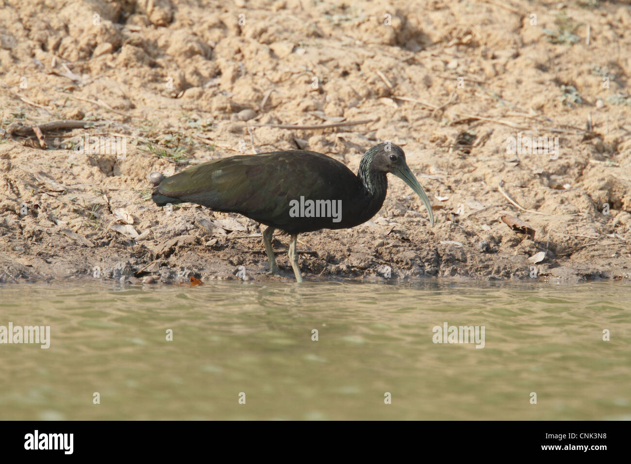 Green Ibis (Mesembrinibis cayennensis) adult, foraging at edge of water ...