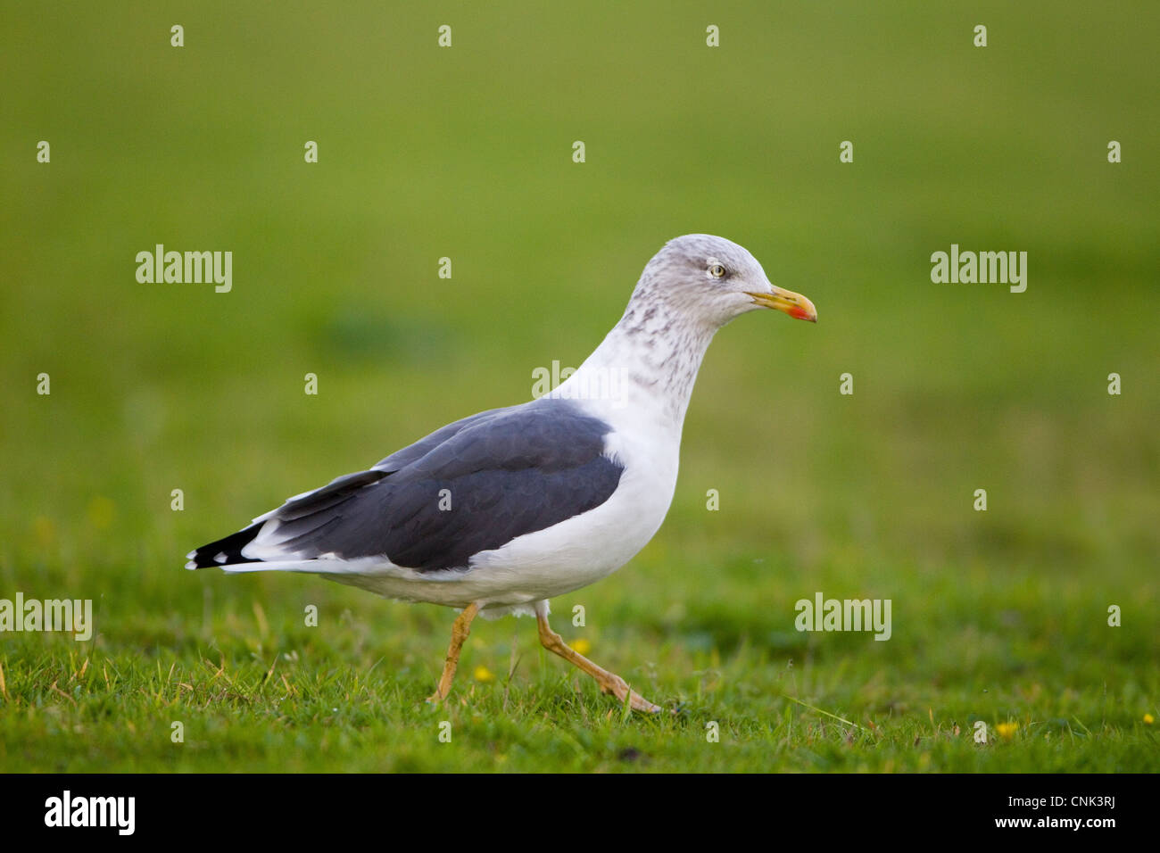 Larus fuscus east anglia hi-res stock photography and images - Alamy