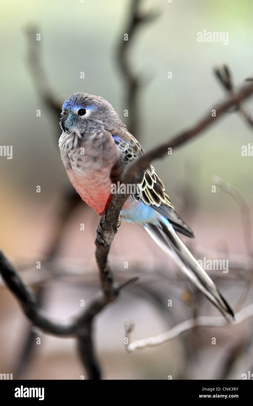 Bourkes parrot hi-res stock photography and images - Alamy