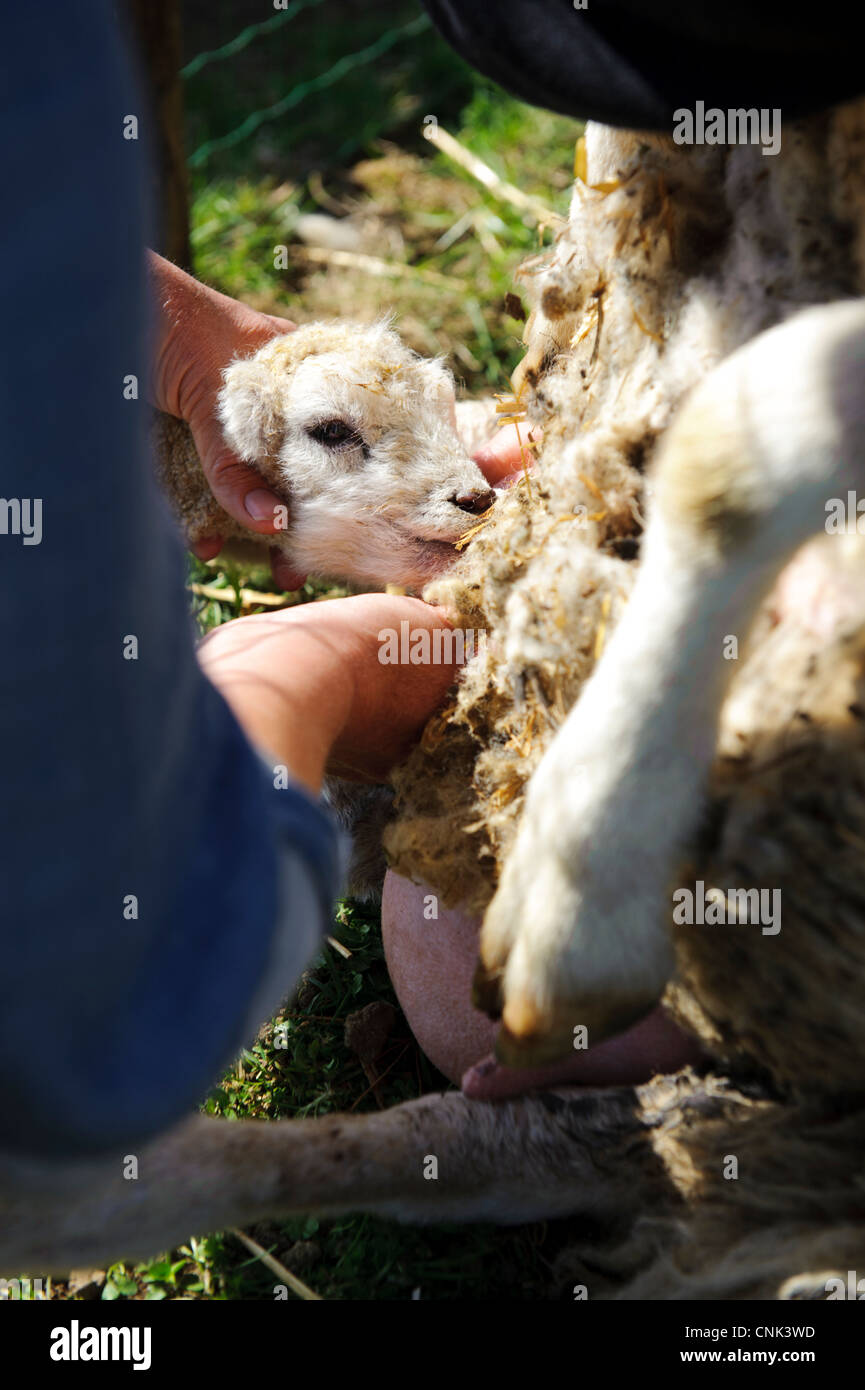 Stock Photo of a woman helping a lamb feed Stock Photo - Alamy