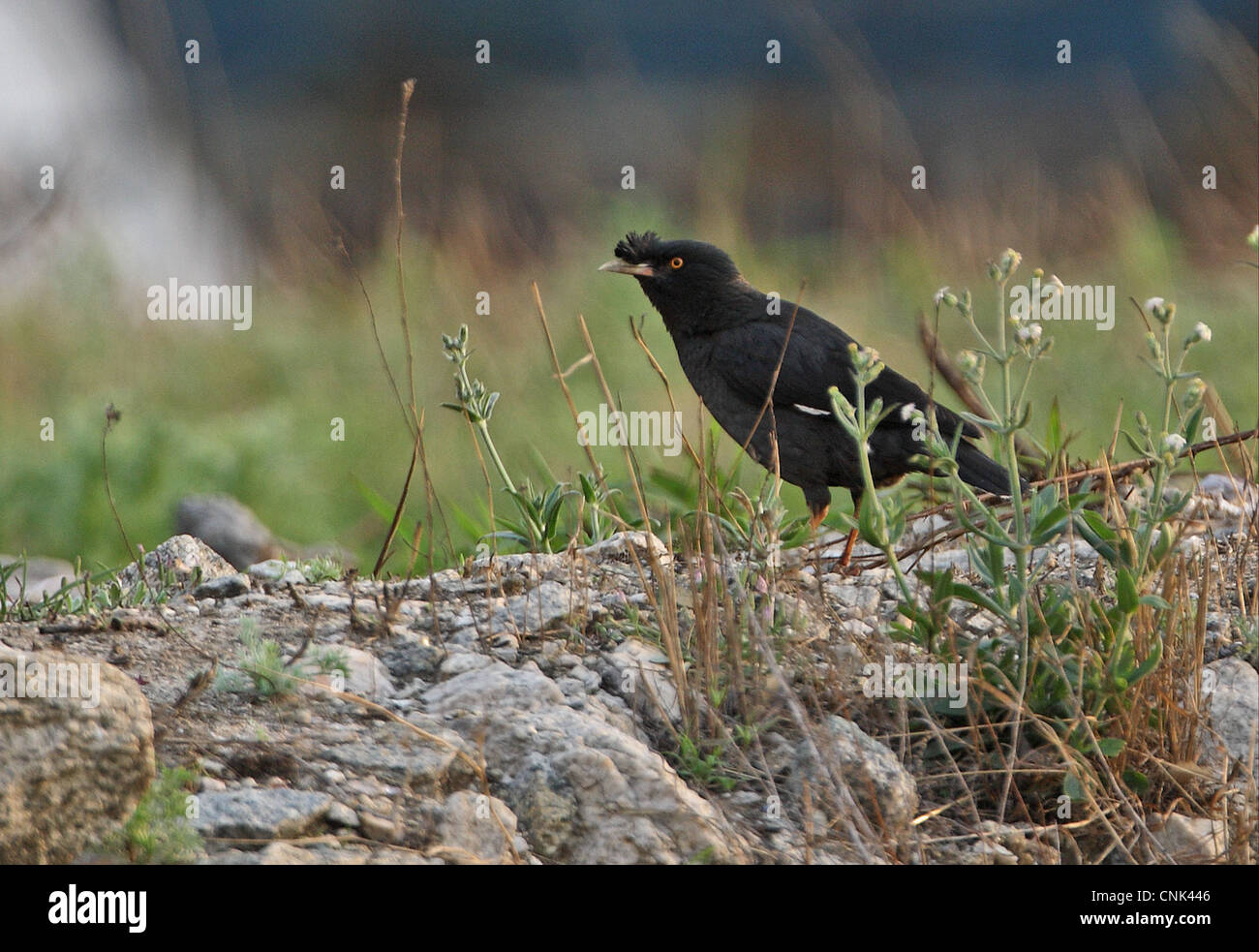 Crested myna birds hi-res stock photography and images - Alamy