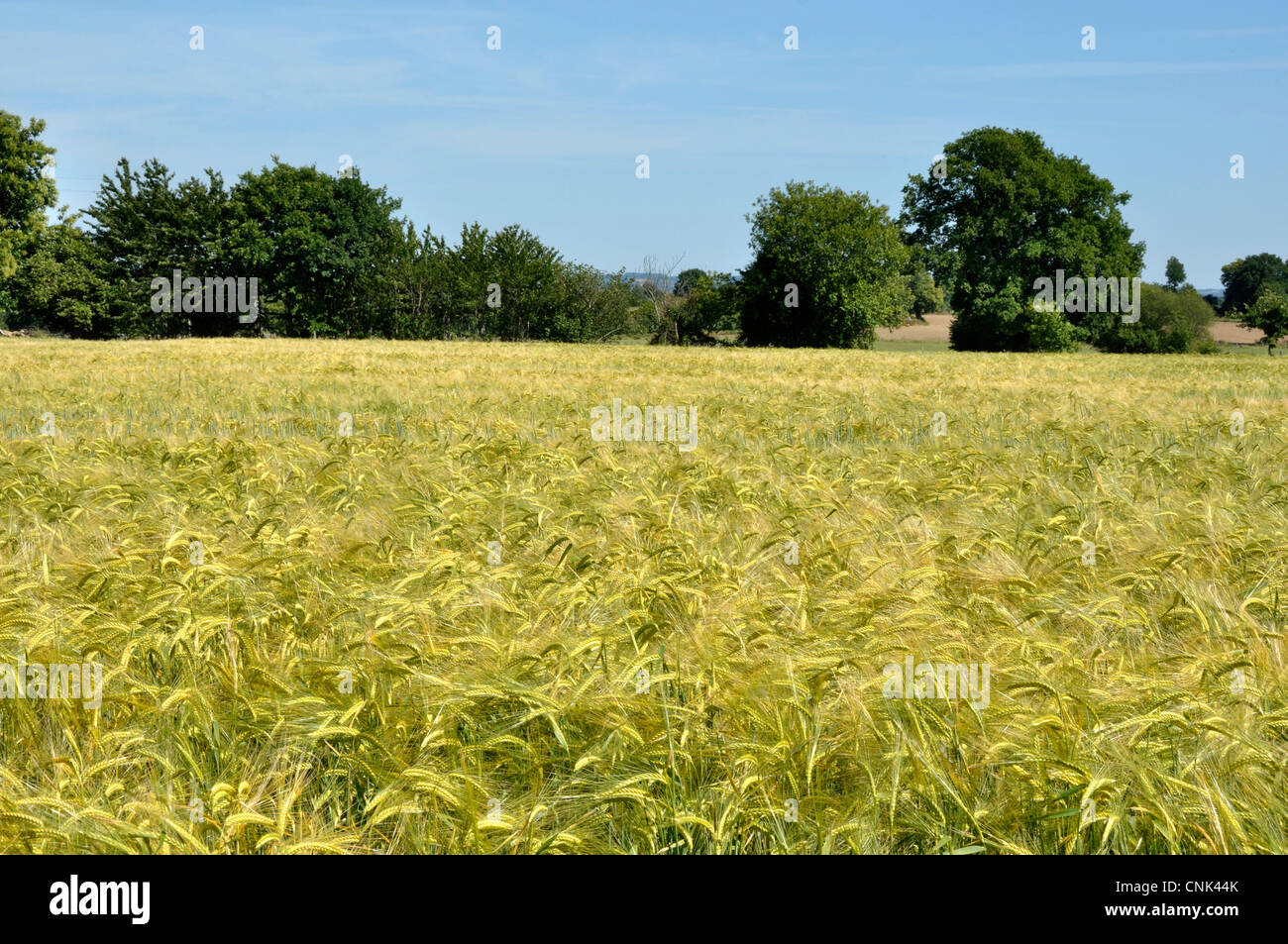 Field of barley seen growing Stock Photo - Alamy