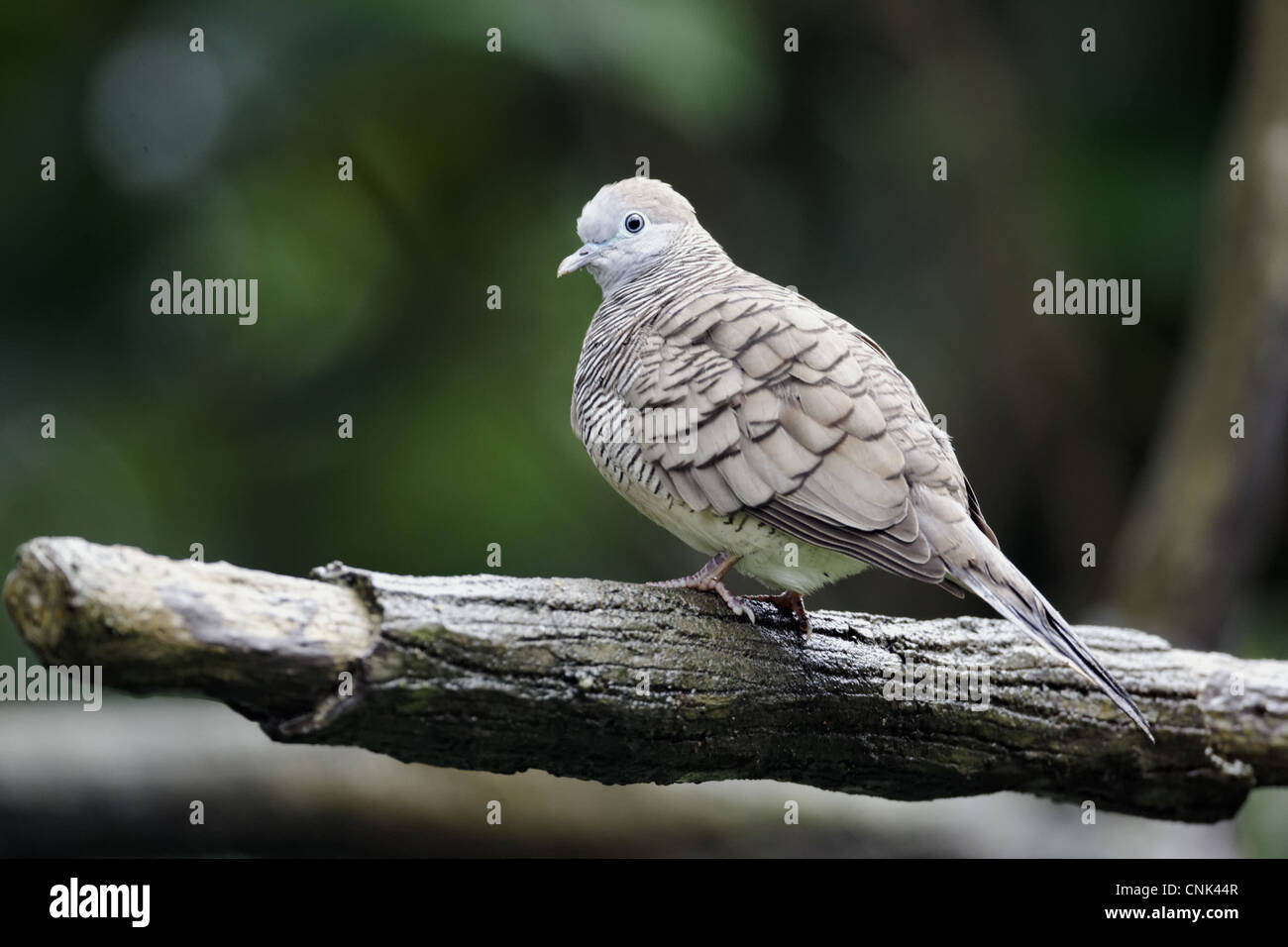 Zebra Dove (Geopelia striata) adult, perched on branch, Indonesia ...