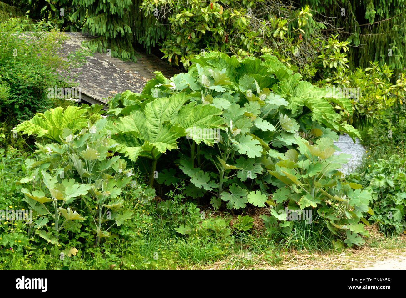 Gunnera plant (Gunnera tinctoria Stock Photo - Alamy