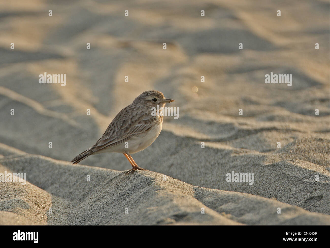 Indian sand lark hi-res stock photography and images - Alamy