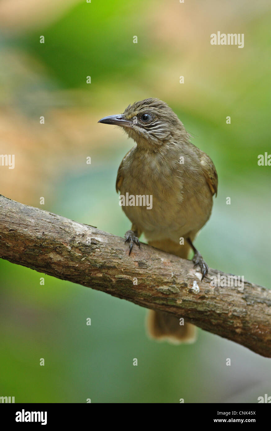Pycnonotus conradi hi-res stock photography and images - Alamy