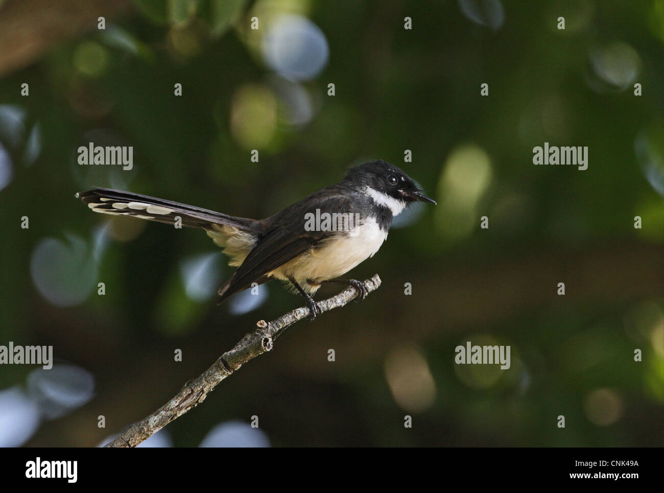 Pied fantails hi-res stock photography and images - Alamy