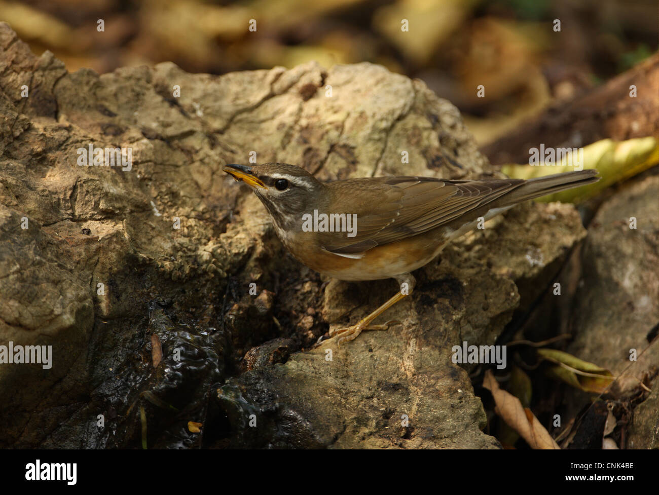Eyebrowed Thrush (Turdus obscurus) immature, first winter plumage ...