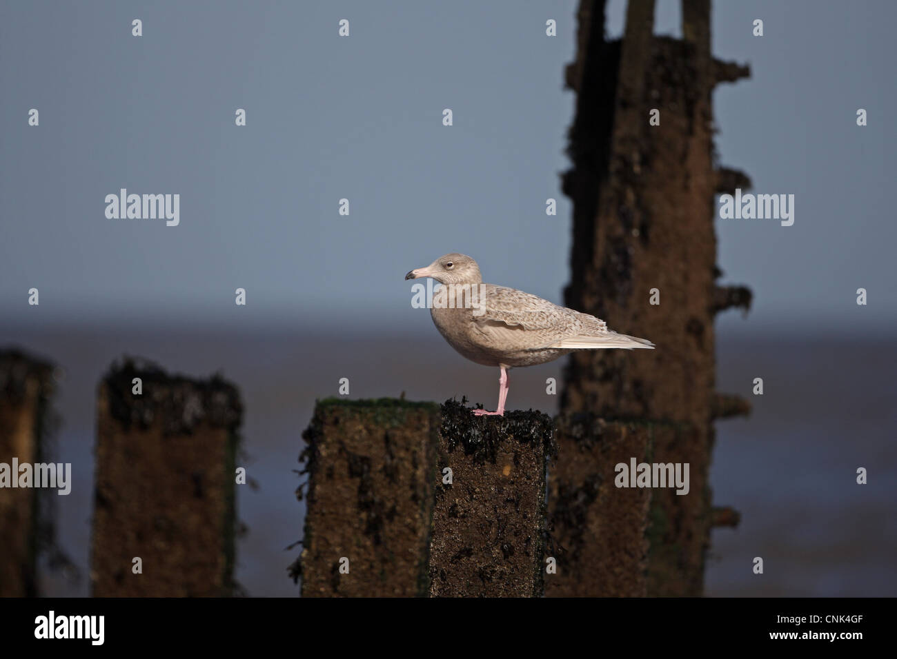 Groynes on the beach sheringham hi-res stock photography and images - Alamy