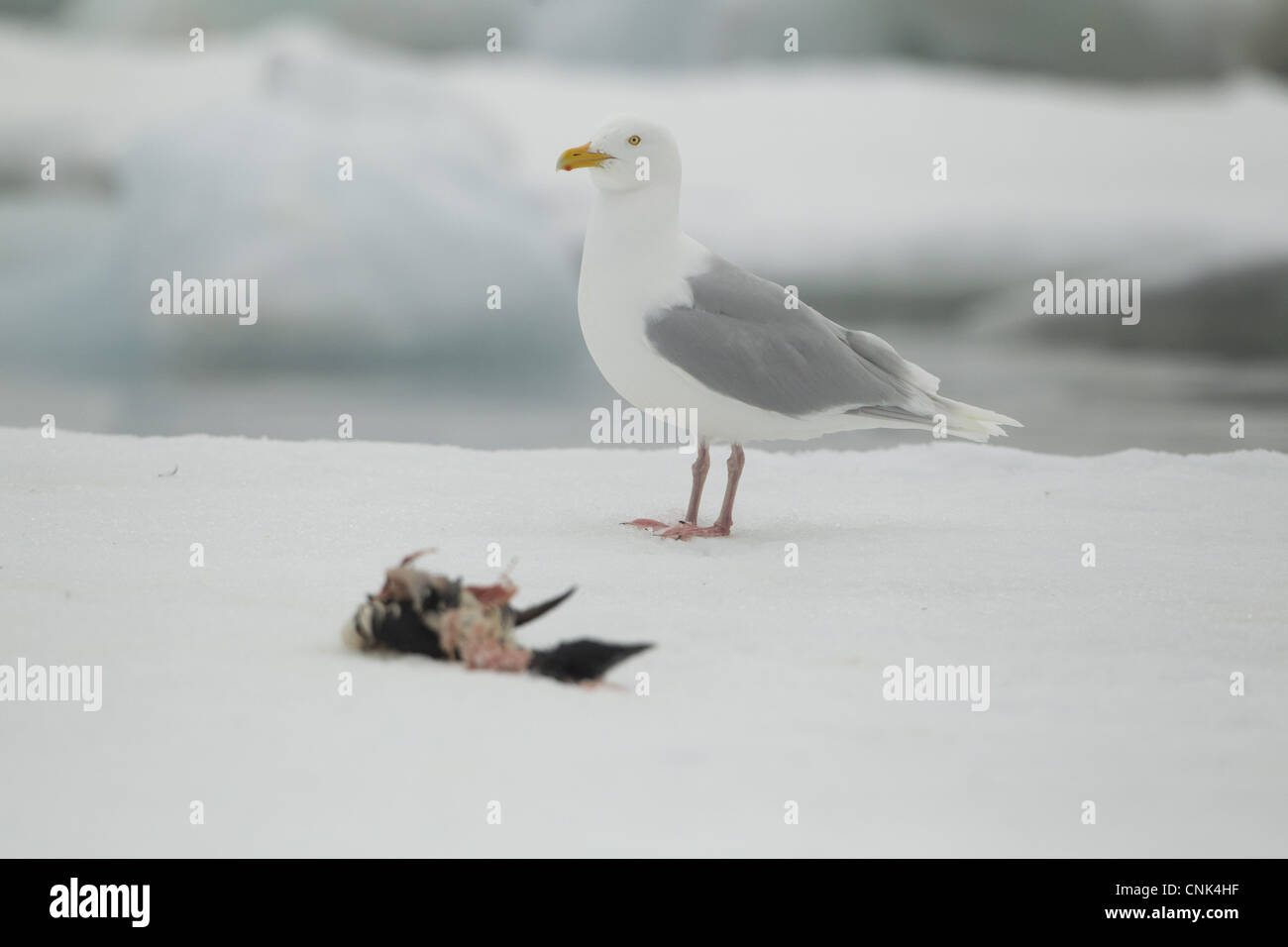 Glaucous Gull (Larus hyperboreus) adult, summer plumage, feeding on ...