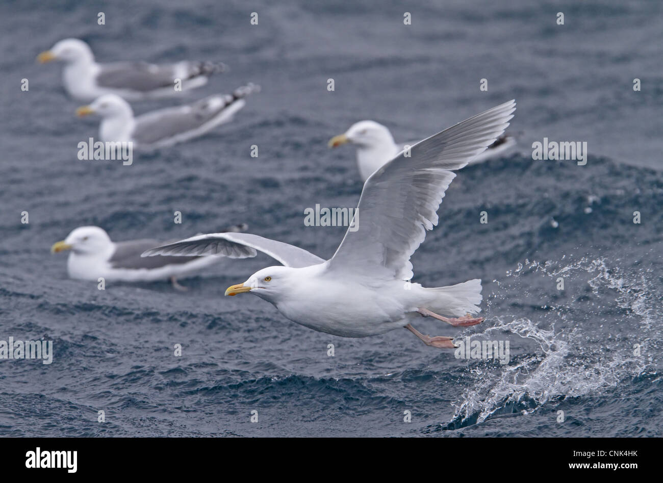 Glaucous Gull Larus hyperboreus adult summer plumage flight taking off ...