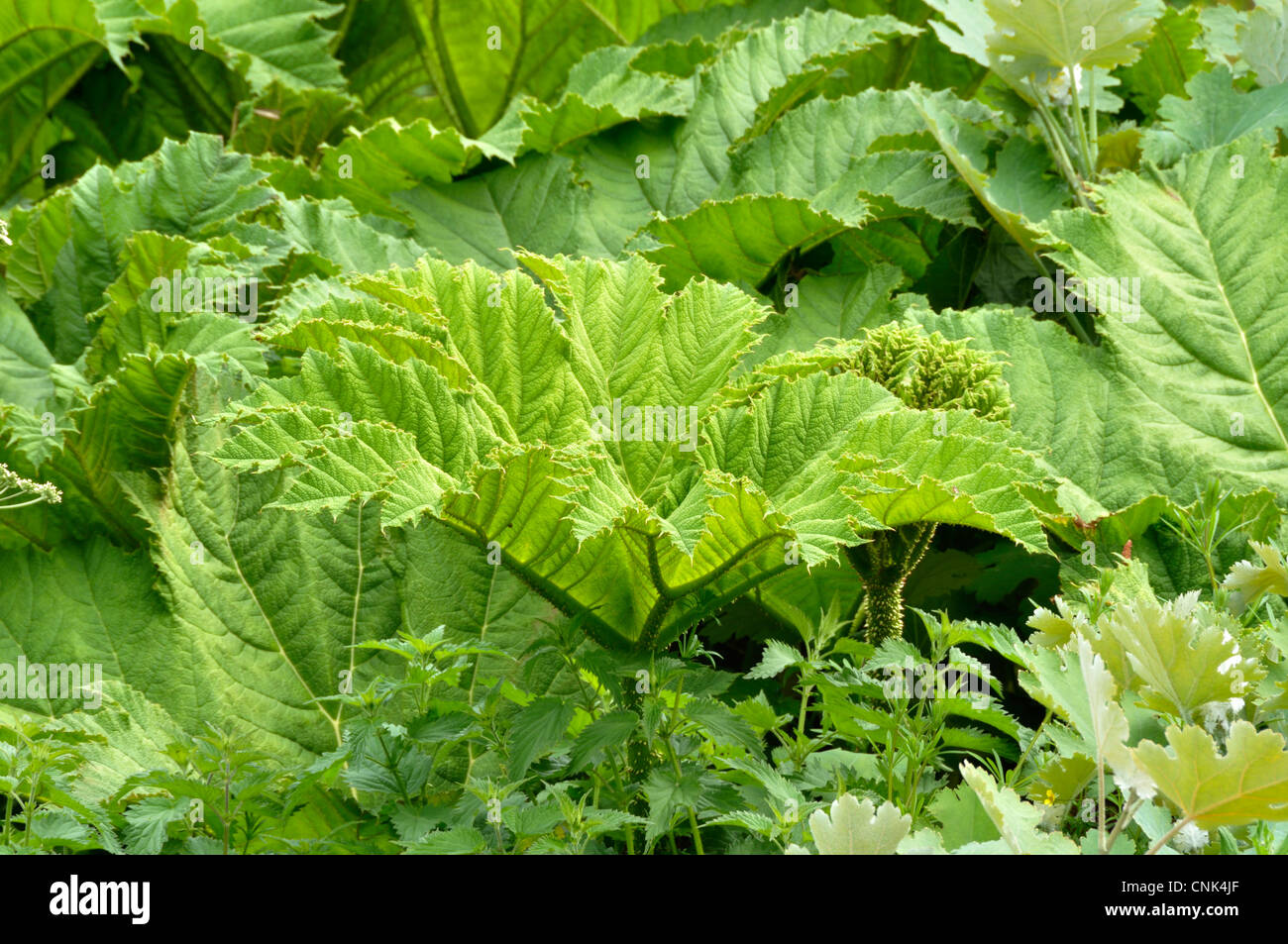 Gunnera plant (Gunnera tinctoria Stock Photo - Alamy