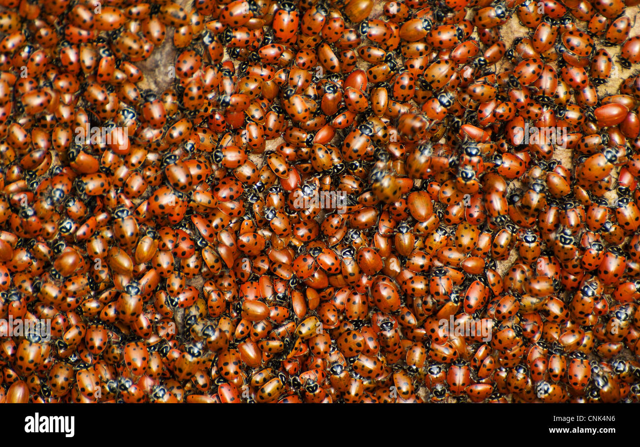 These Ladybugs congregate in large masses during the winter months in ...