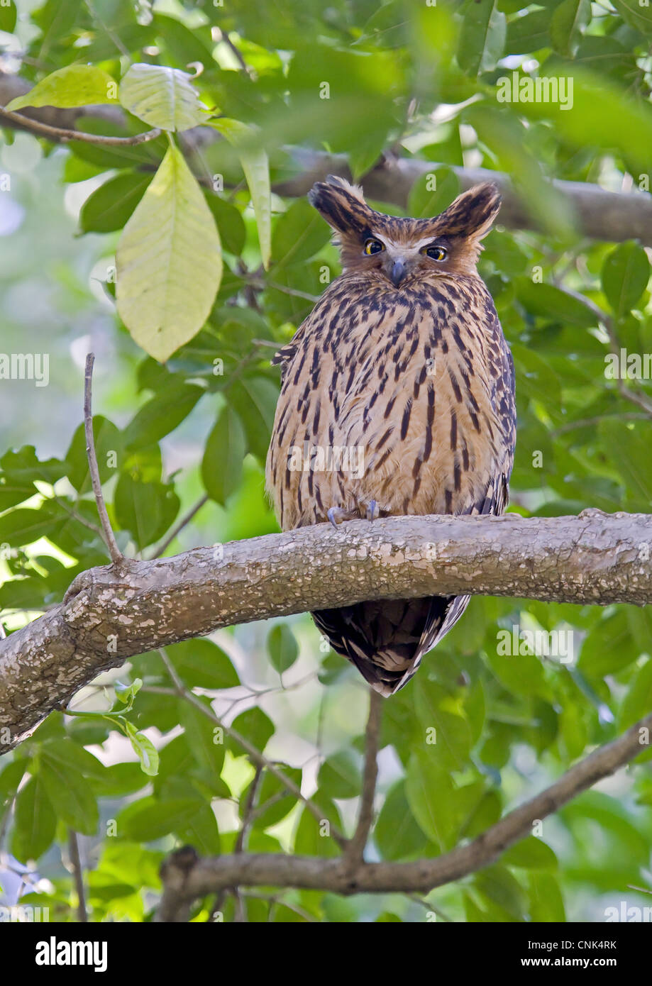 Tawny Fish-owl (Ketupa flavipes) adult, perched on branch, Uttaranchal ...