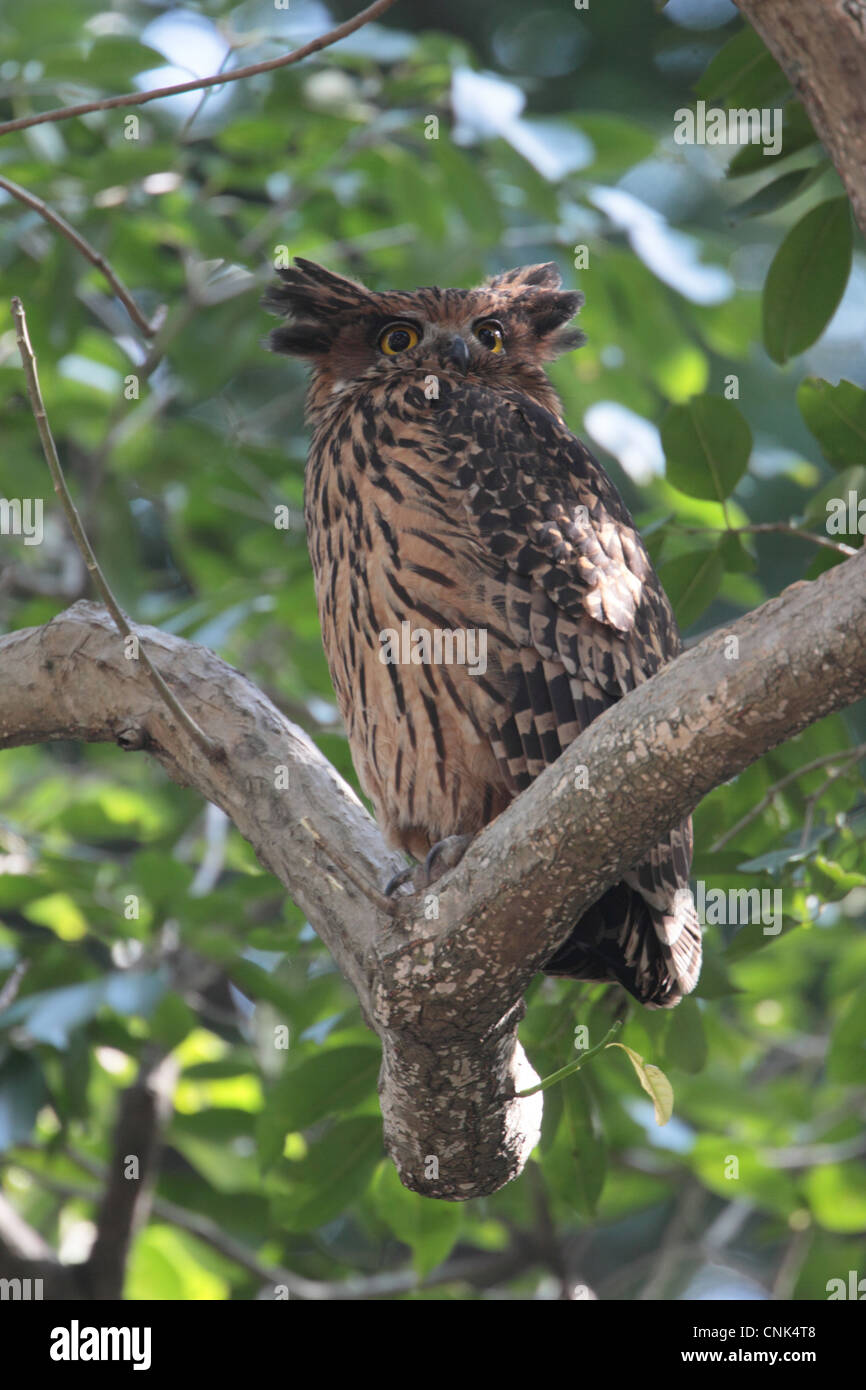 Tawny Fish-owl (Ketupa flavipes) adult, perched on branch, Corbett N.P ...