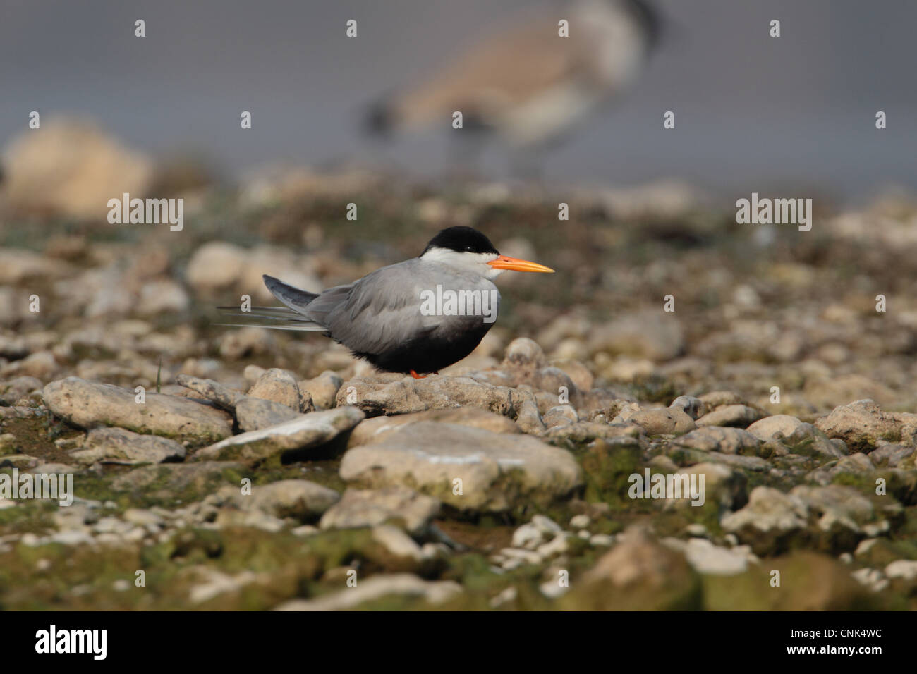 Black-bellied Tern (Sterna acuticauda) adult, standing on riverbank ...
