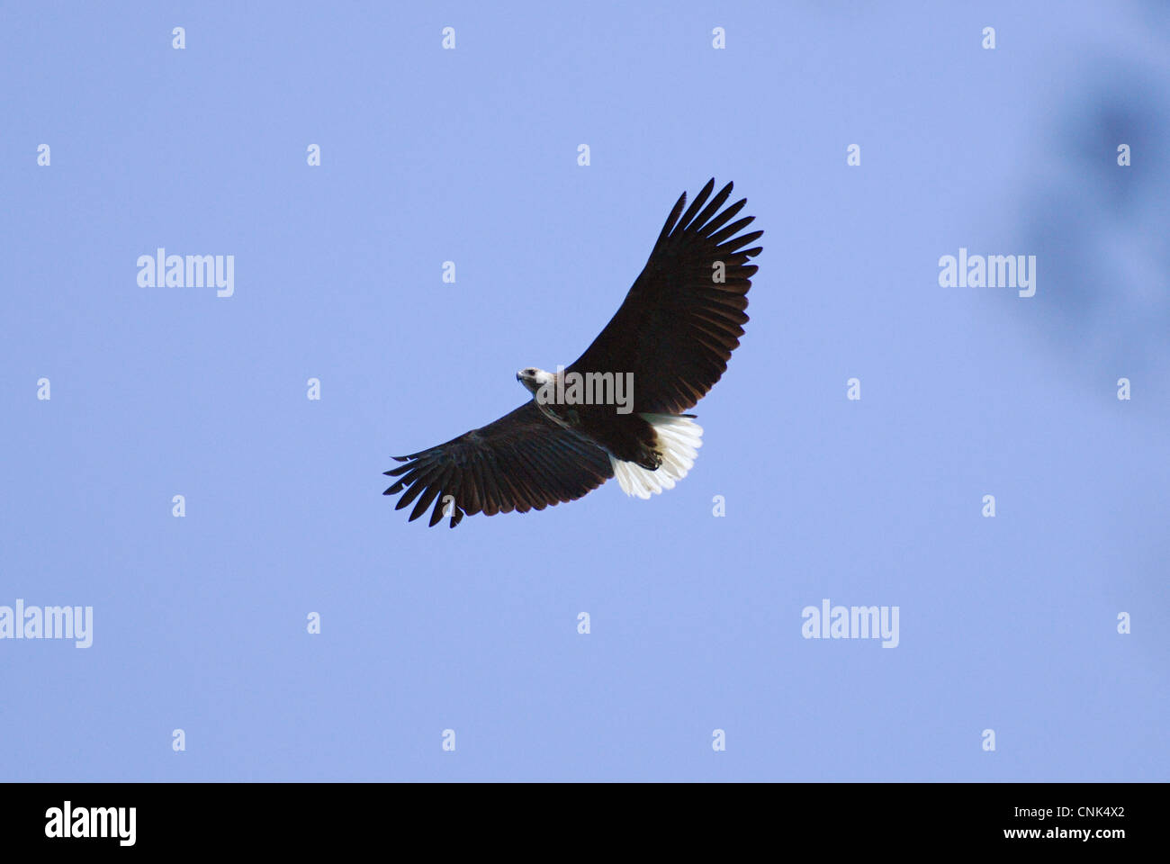 Madagascan fish eagle hi-res stock photography and images - Alamy