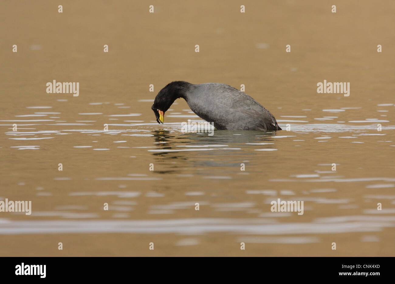 Fulica cornuta hi-res stock photography and images - Alamy